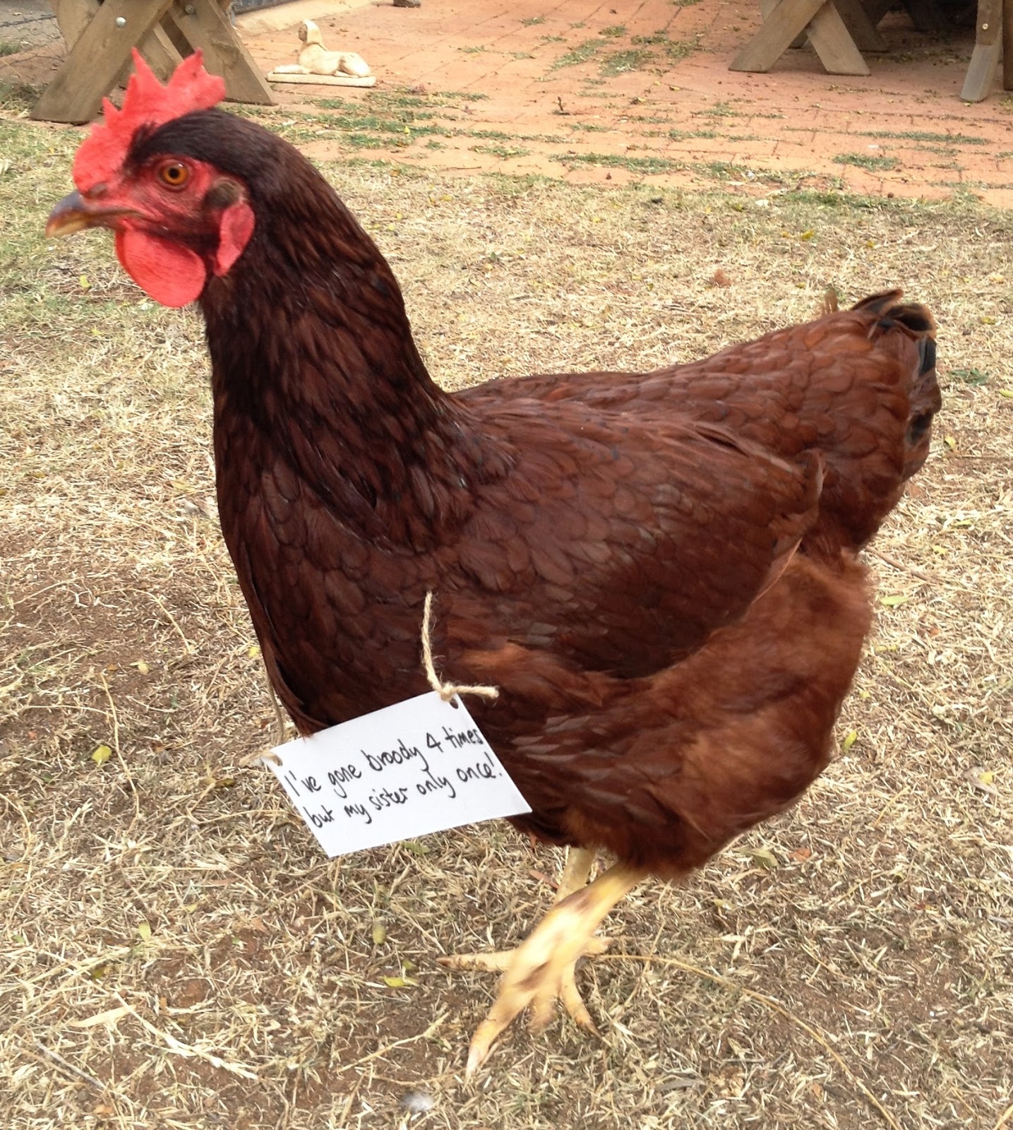 2 Happy Hens: July 2016