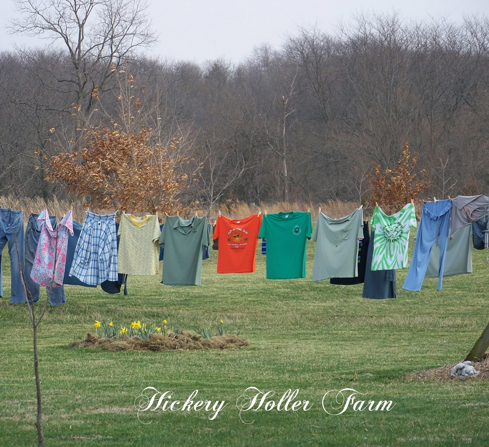 Hickery Holler Farm: Sunshine At Last