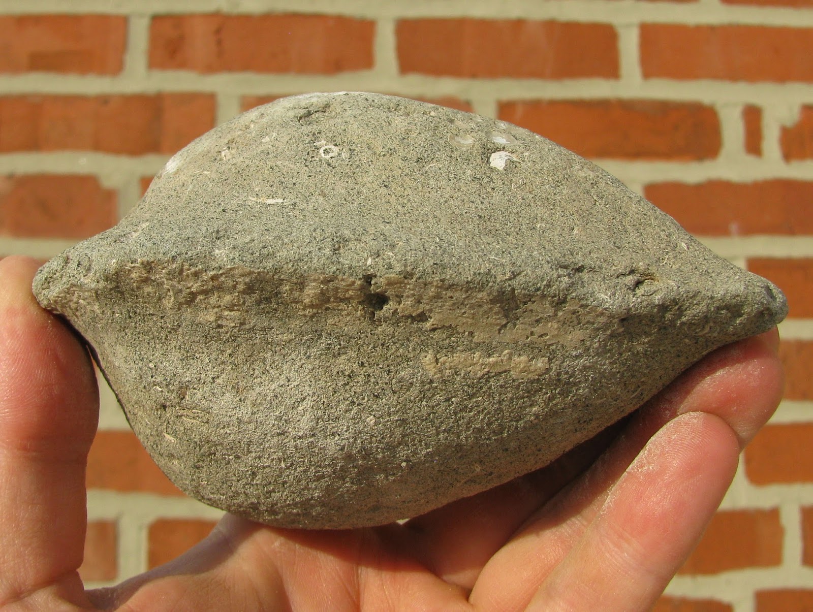 Views of the Mahantango: Cucullaea gigantea pelecypod from the Aquia ...