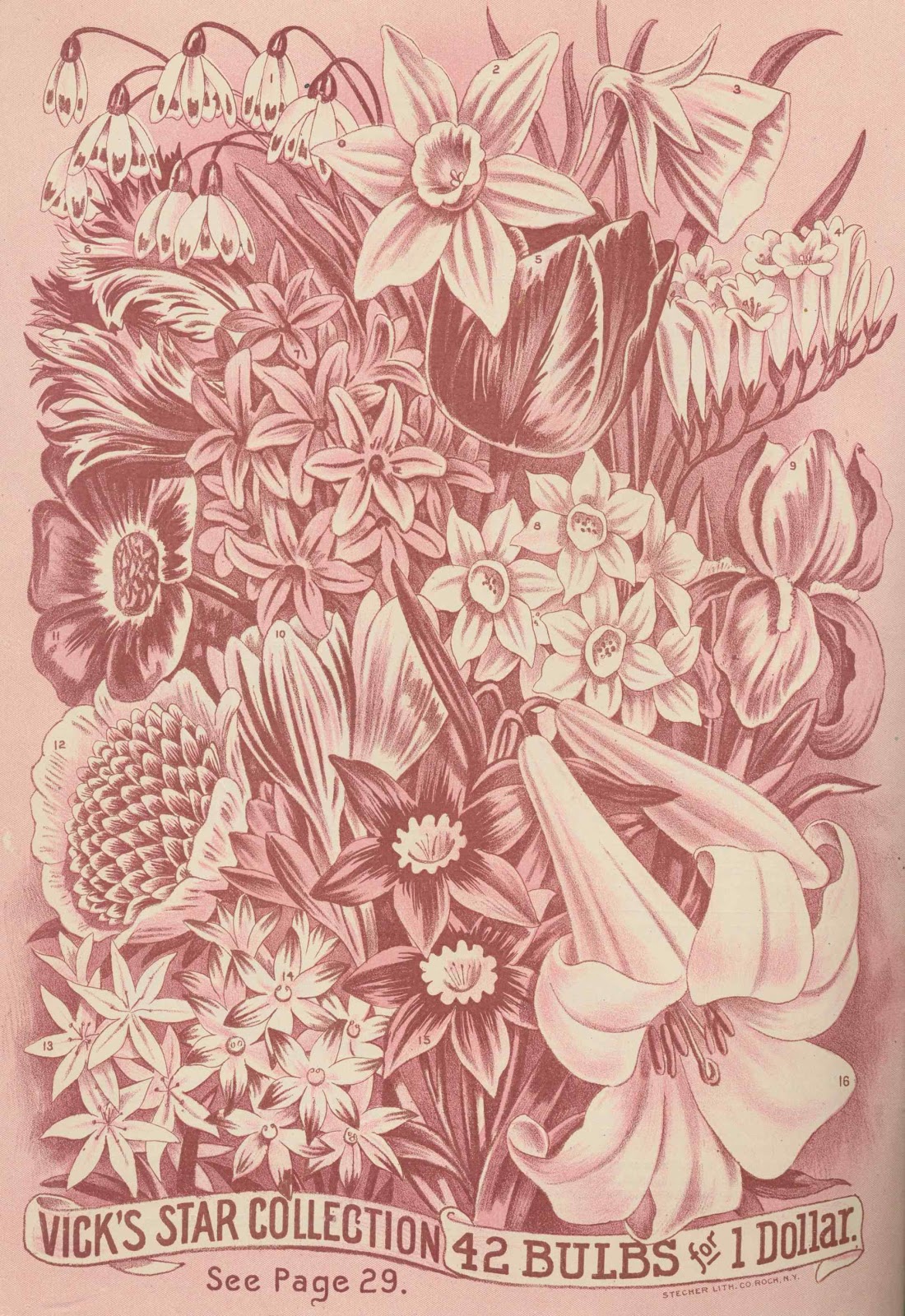 Clearly Vintage: 1893 Vick's Catalog