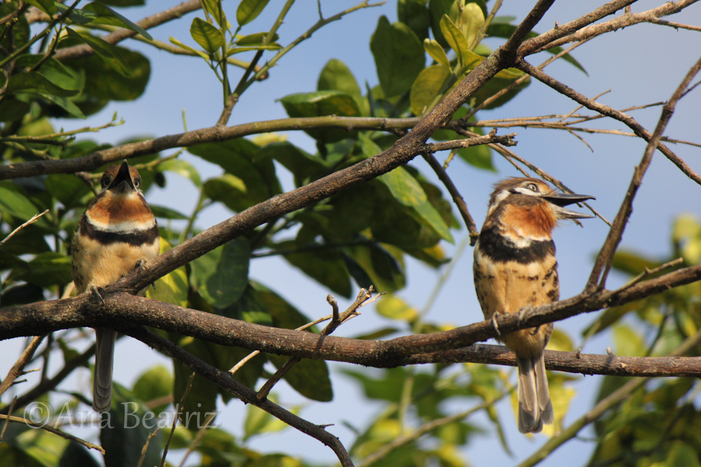 Aventura fotográfica: Bobito punteado, Coludo, Tol o Buco bobito ...