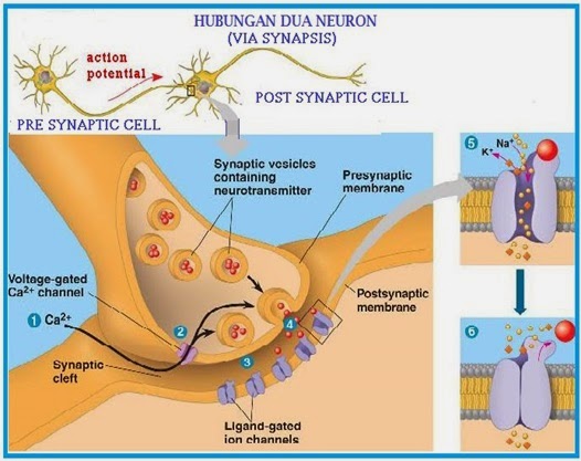 LAPORAN PRAKTIKUM FISIOLOGI HEWAN EDISI KULAP UPI ~ Catatan Guru Biologi