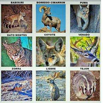 ENTÉRATE DE LA FAUNA DE BAJA CALIFORNIA SUR