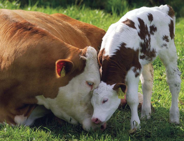 HAPPY MICHICOS: AMAN LAS VACAS A SUS HIJOS?