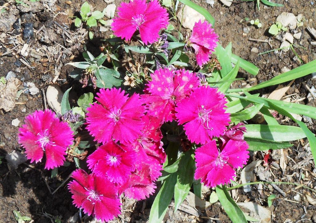 पुष्‍पांजलि: प्रकृति मां