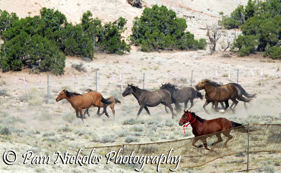 Save the Mustangs: Photos of BLM Roundups