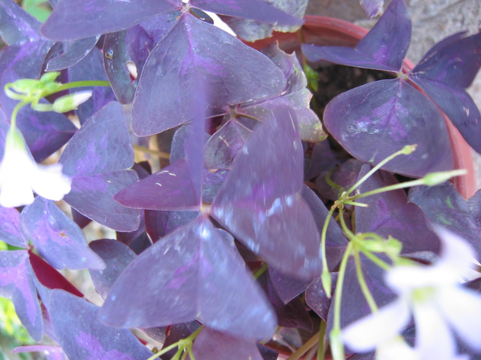 Pembelajaran Sains Tumbuhan Melalui Internet: CIRI 3 : BENTUK DAUN