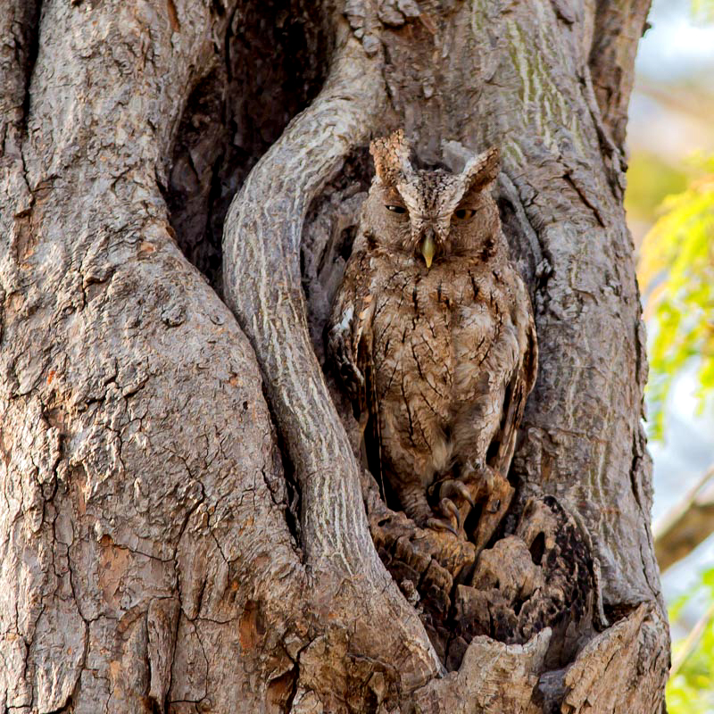 Bellas Aves de El Salvador: Megascops (Otus) cooperi (búho del pacífico ...