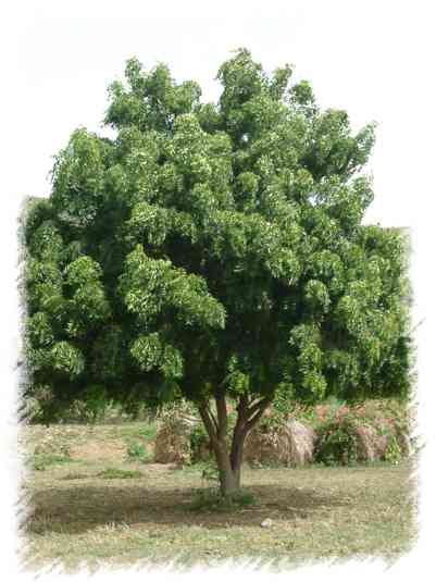 Get Much Information: Neem Tree, Leaves & Fruits