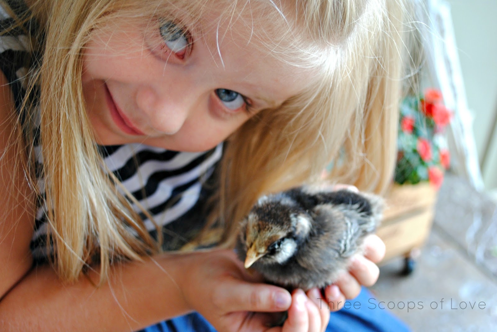 Three Scoops of Love: Picking up Chicks