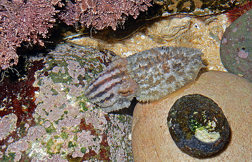 Remote Camera Trap - South Africa