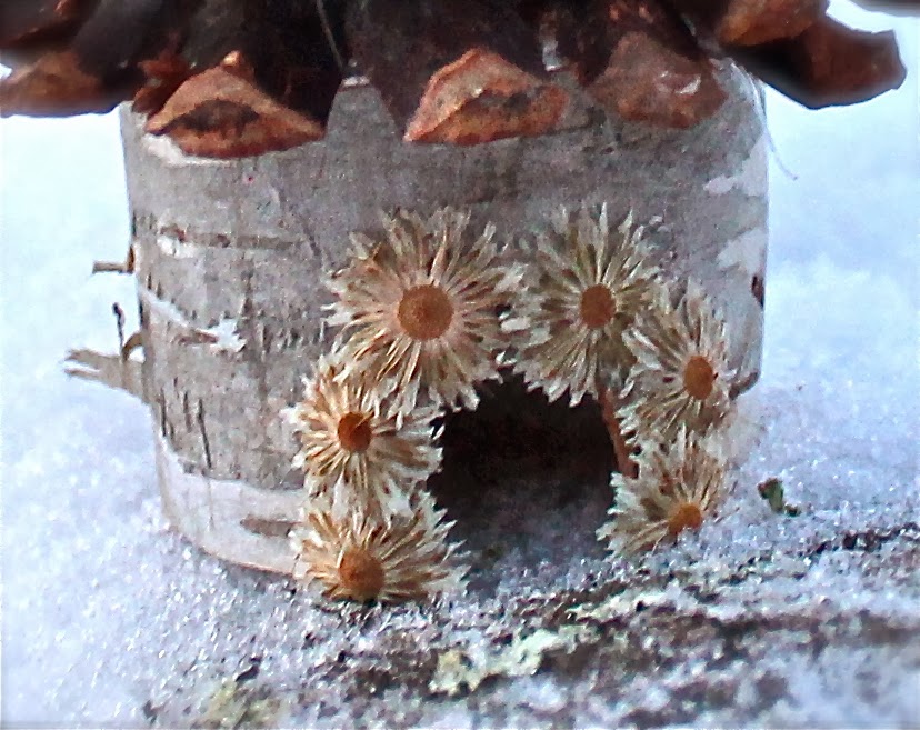 12 Super Easy Birch Bark Crafts – Pickled Barrel