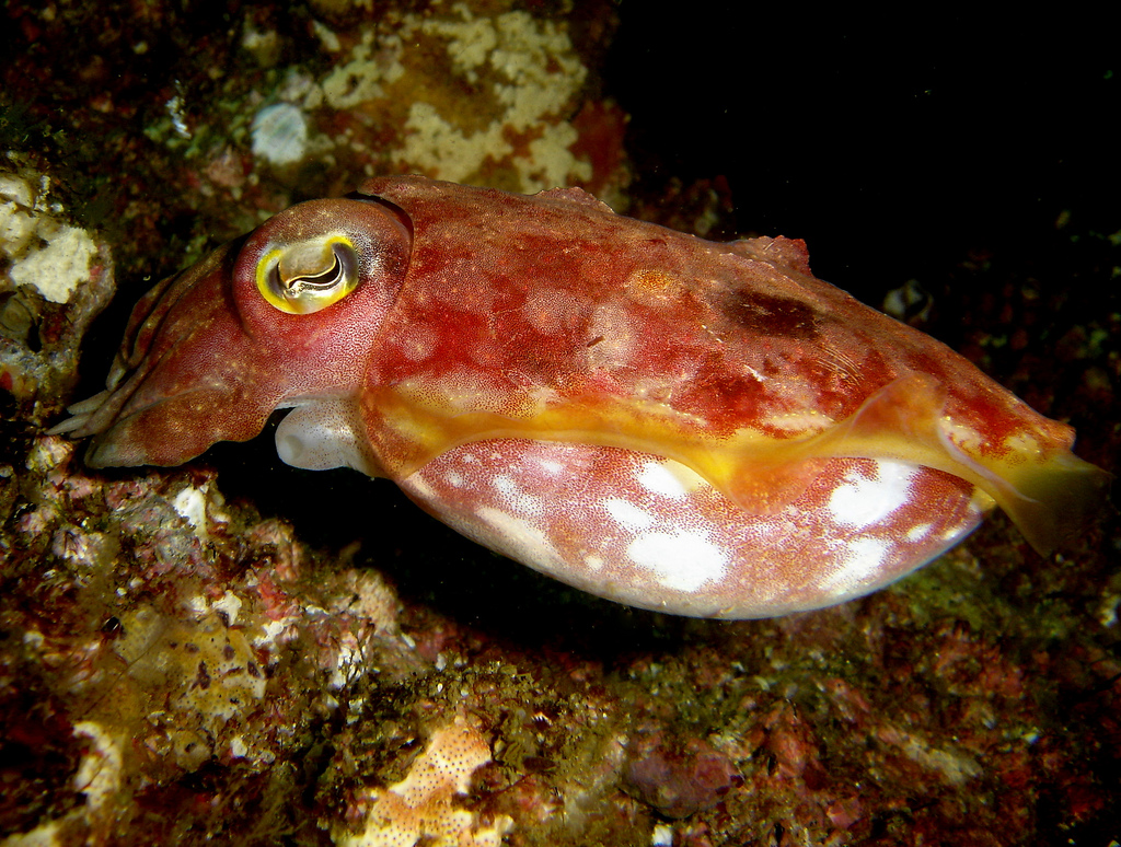 Real Monstrosities: Reaper Cuttlefish