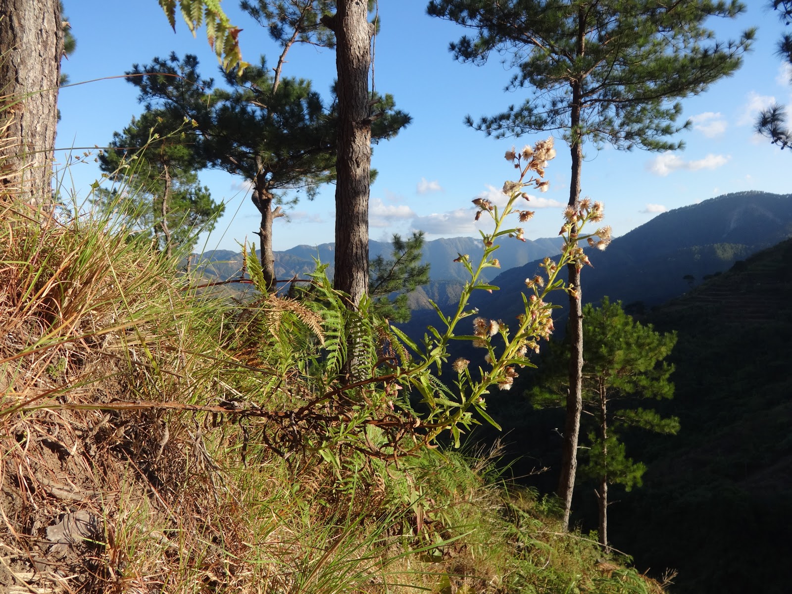 Herbs from Distant Lands: Laggera alata - Winged-Stem Laggera, Liu Leng ...
