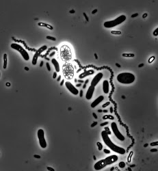 Of Bacteria and Men: Are all our modern health issues linked to our ...