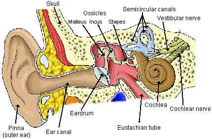 Human Ear Diagram with Label - coordstudenti