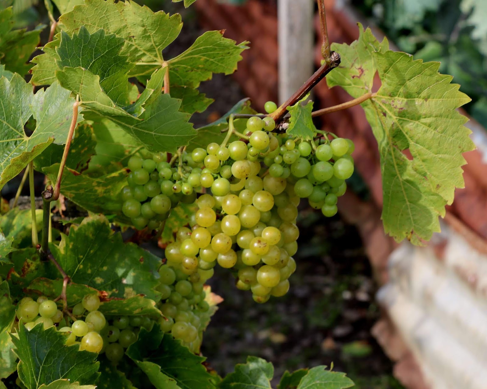 Scottish Artist and his Garden