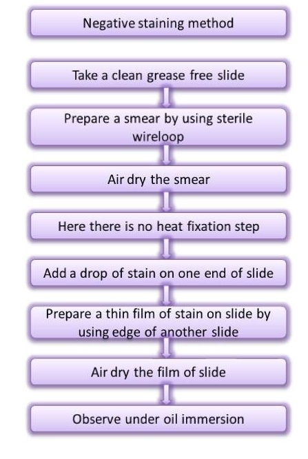 MORPHOLOGY AND STAINING TECHNIQUES OF BACTERIA