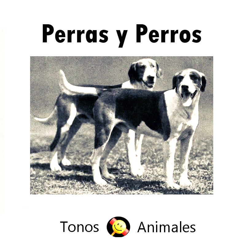 Tonos Gratis para tu Móvil: Tonos celular