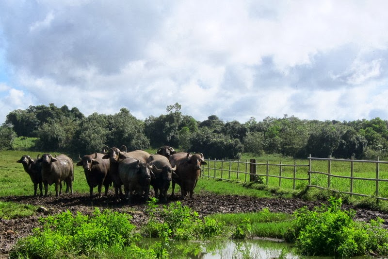 Trinidad and Tobago - December 2013