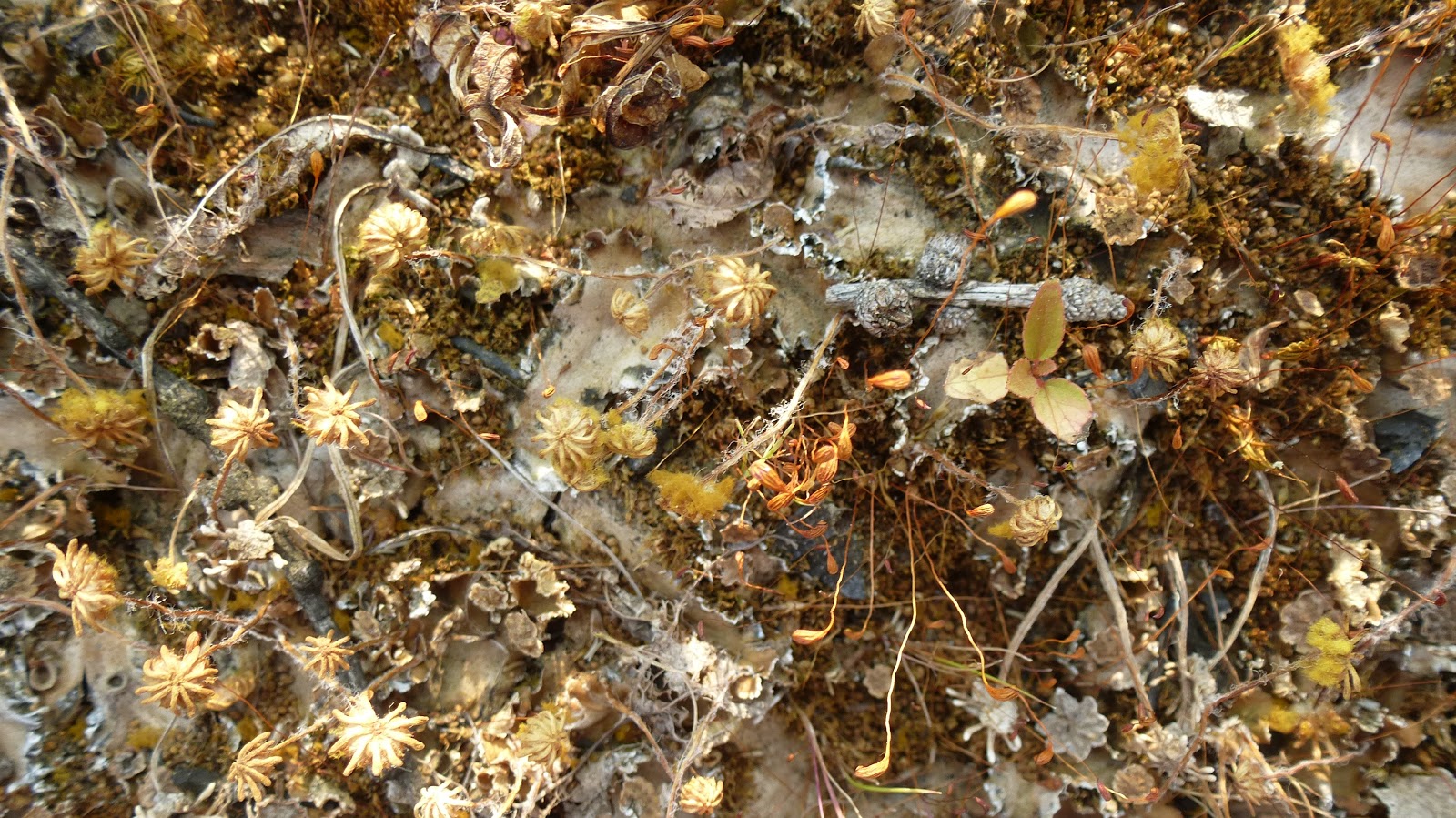 Forest-Rangeland Soil Ecology Lab: Exploring Fire Moss in the Northwest