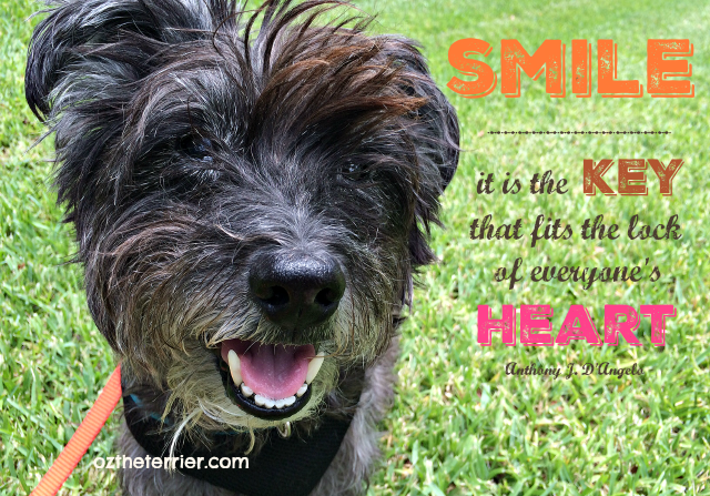 A SMILE is a Key to the Heart | Oz the Terrier - Lifestyle Dog Blog