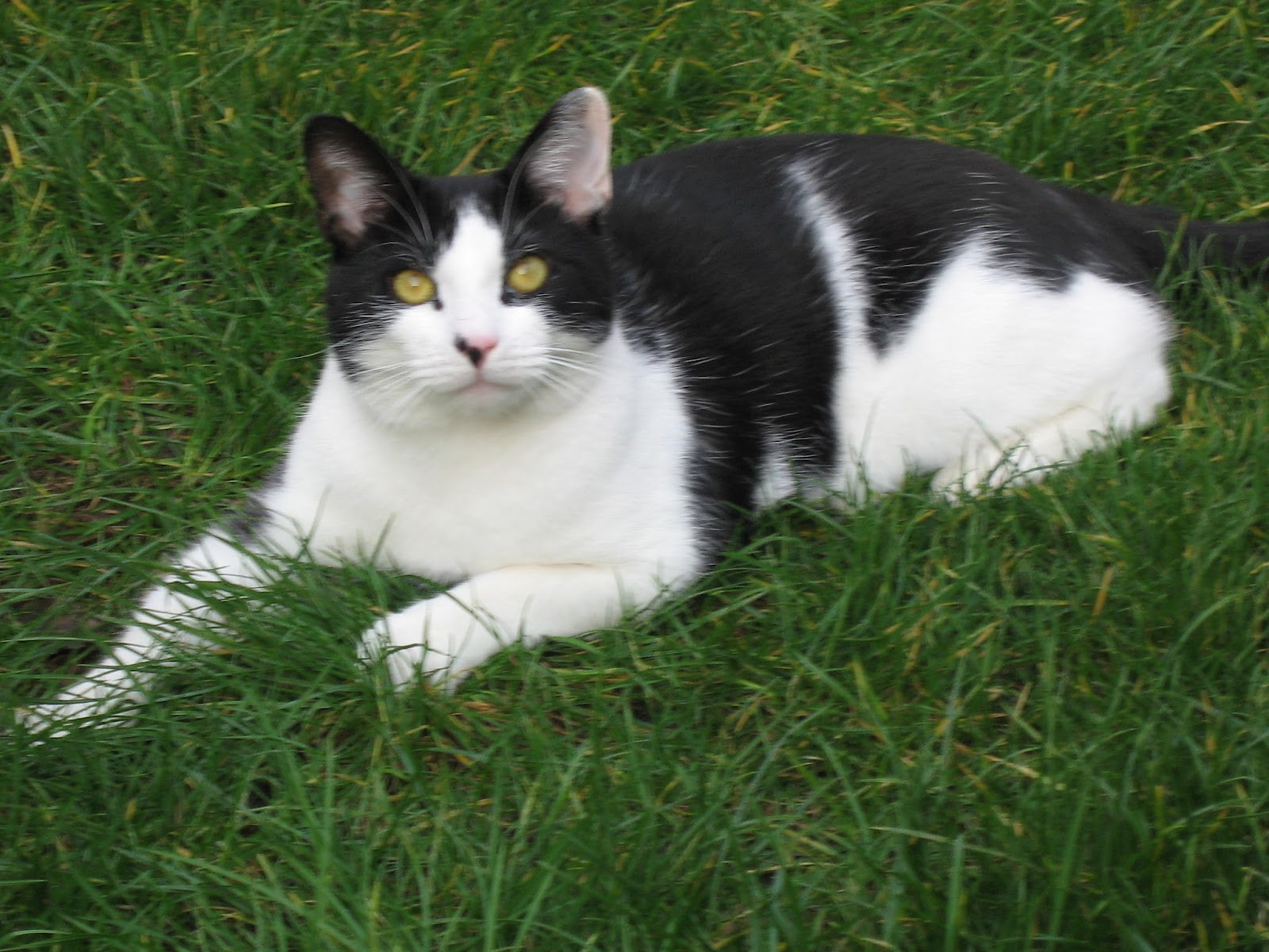 Discombobulated Del: Cats, crops and celebrations