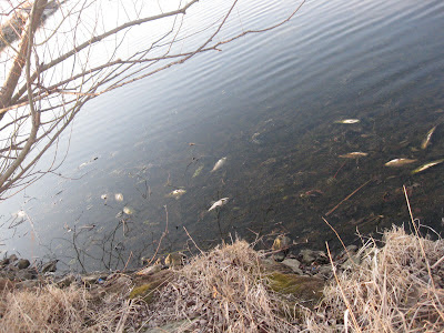 Spring Fever, The Next Cold Snap, Winter Fish Kill & March Madness