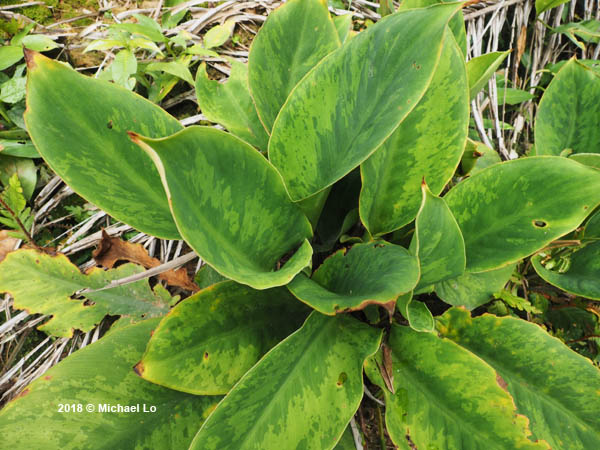 The rainforests of Borneo & Southeast Asia: Begonia promethea ...