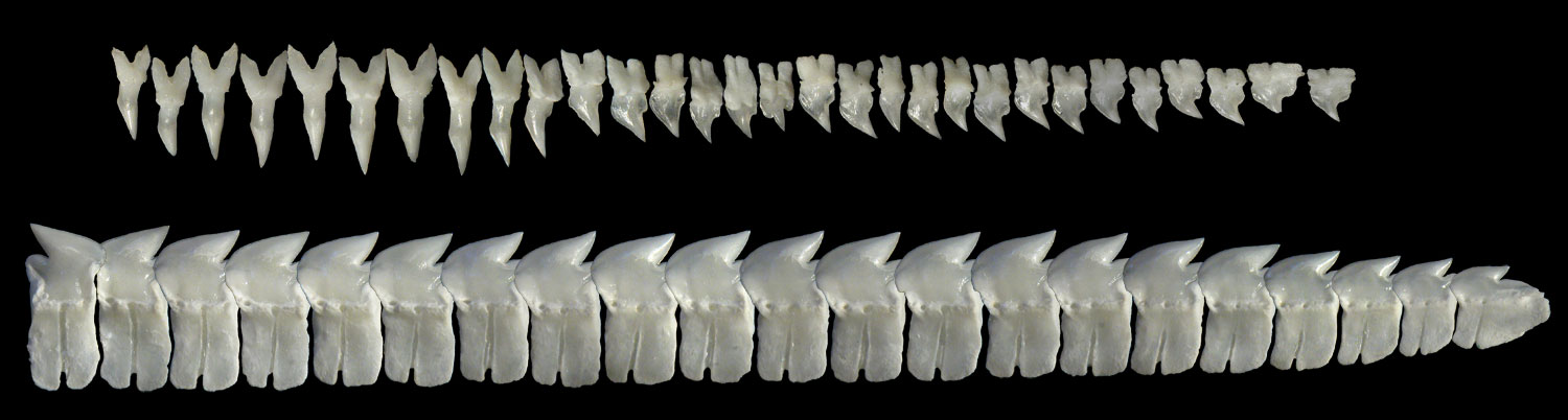 Tiburones en Galicia: Claves de los Squaliformes
