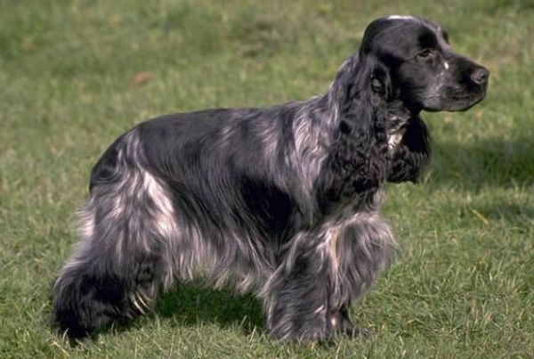 13:47 cocker adopción No comments