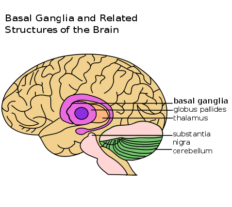 Getting past double vision one day at a time: The basal ganglia and ...