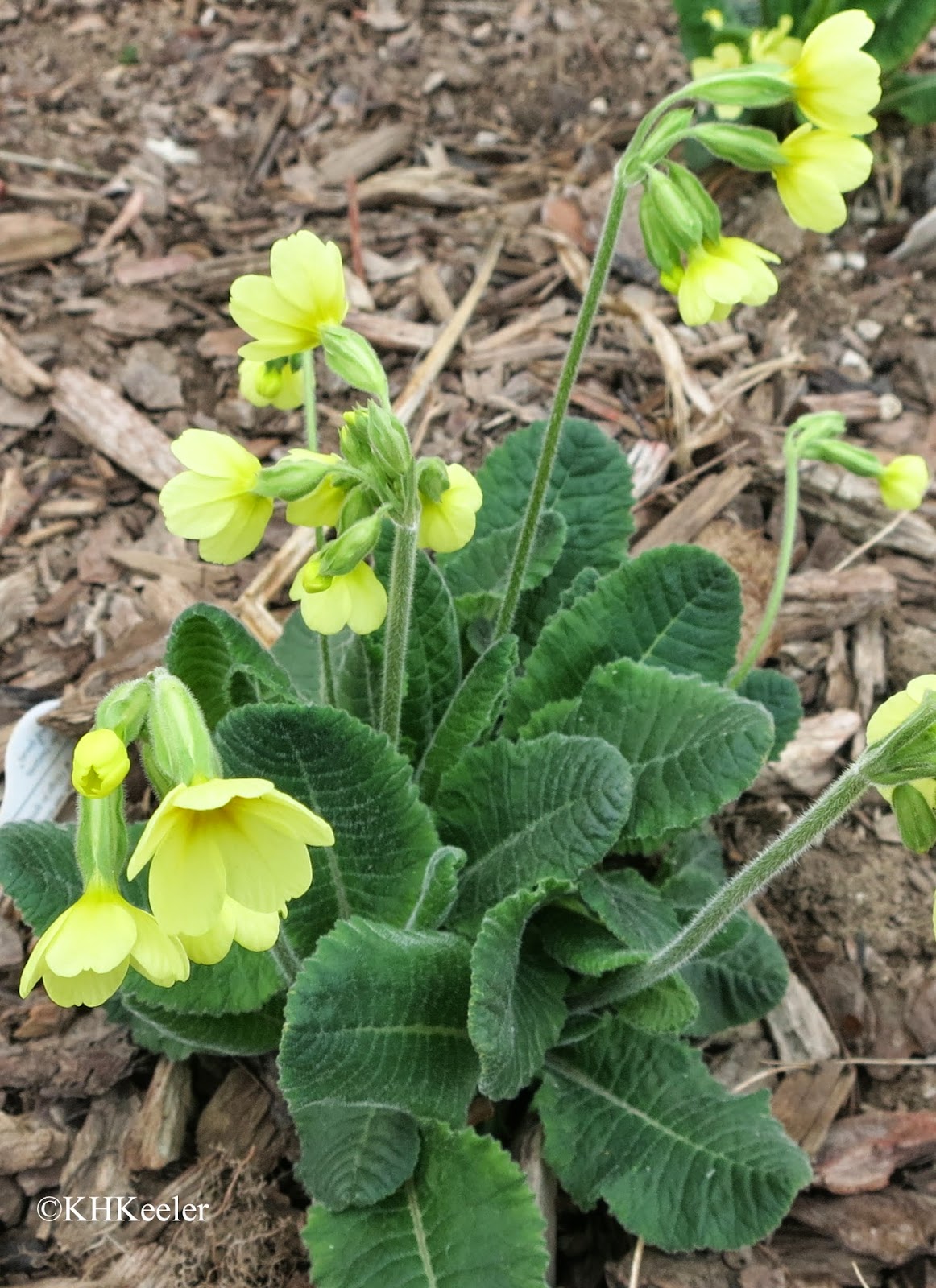 A Wandering Botanist: Plant Story -- Reasons to Like Primroses, Primula