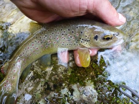 CIRCOLO LEGAMBIENTE VAL LEMME odv: LA RIPRODUZIONE DEI PESCI NEL T. LEMME