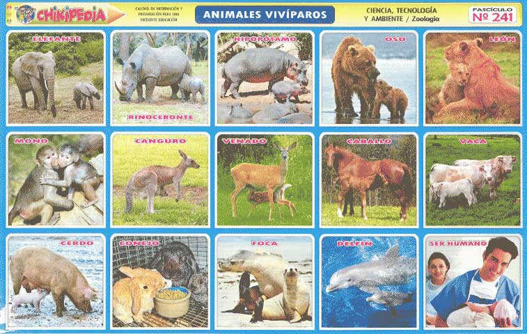 Lamina de animales invertebrados - Imagui