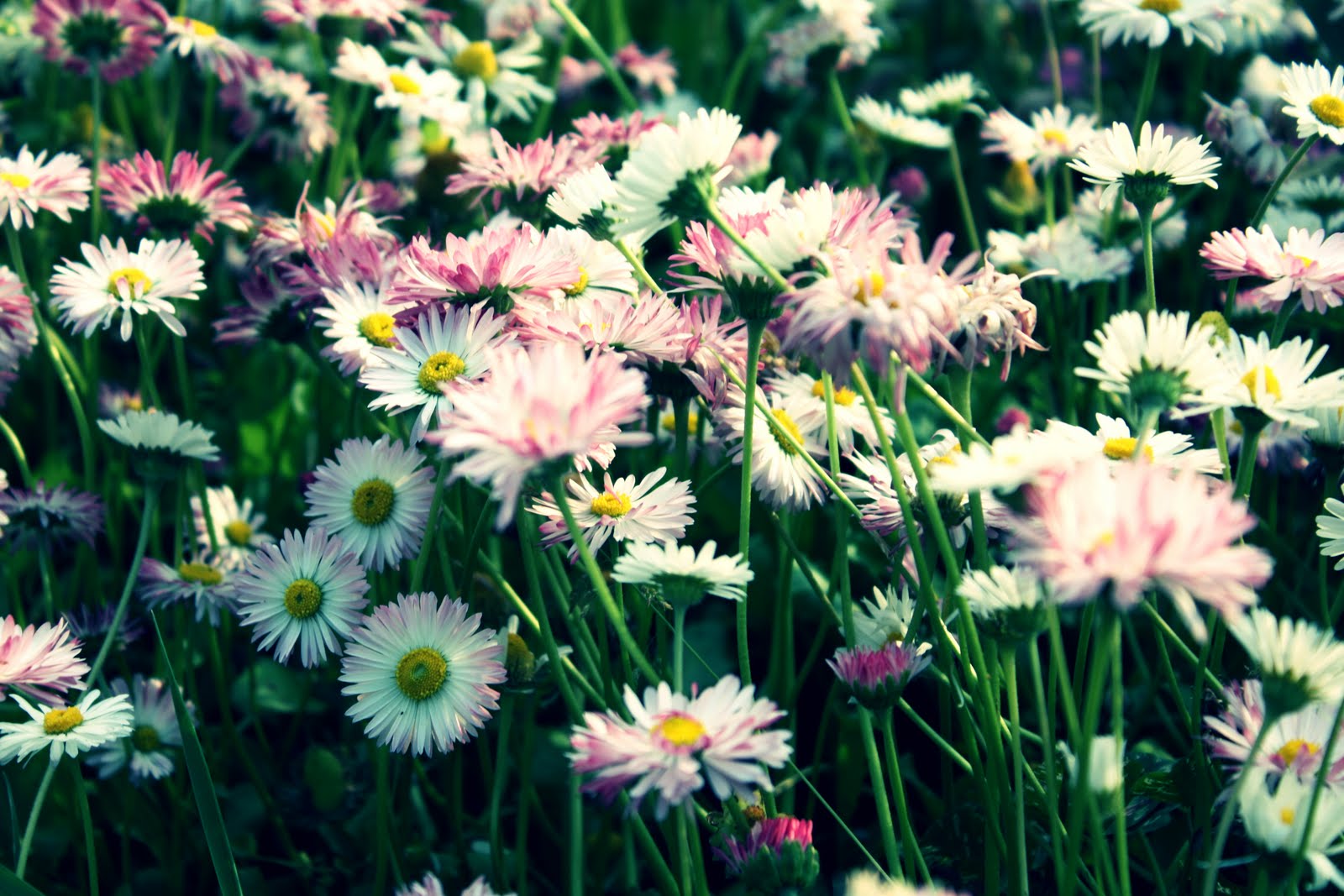 Desene cu lumina: Floricele pe campii