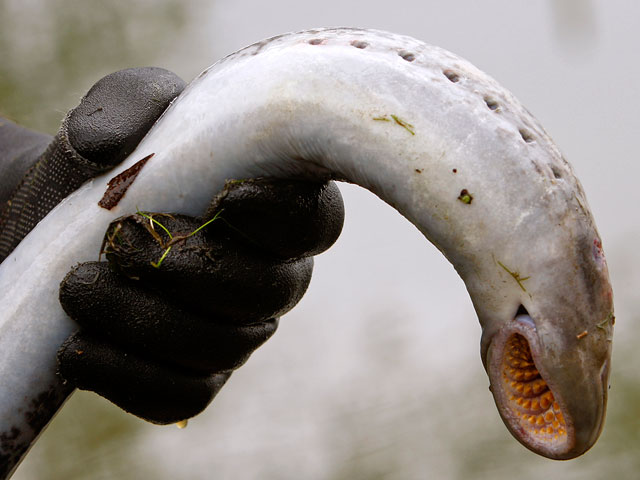 Что такое минога? Минога - это рыба? Фото и видео миноги