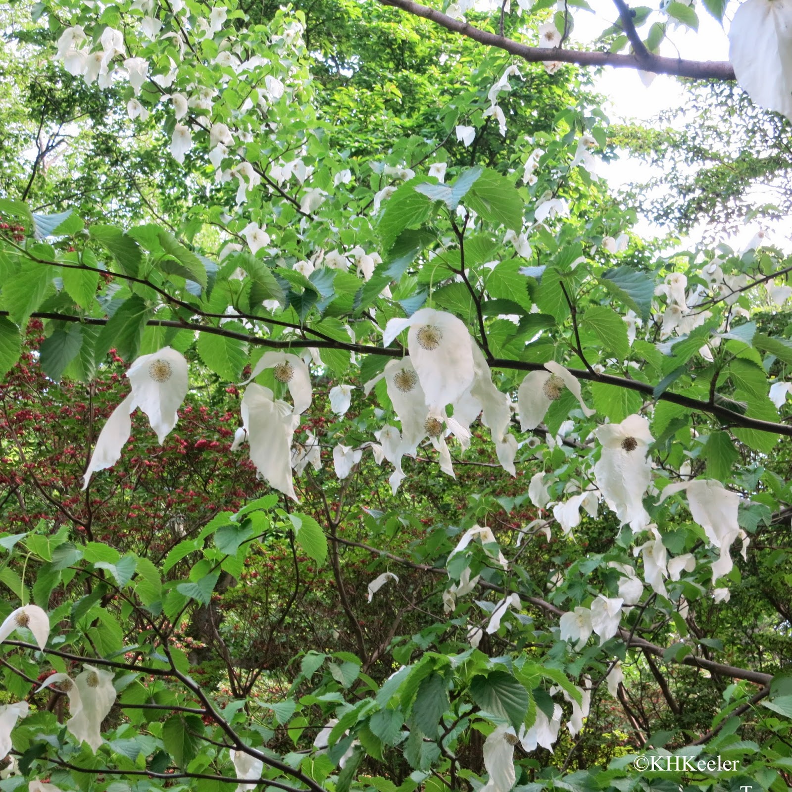 A Wandering Botanist: Plant story - the handkerchief tree, Davidia ...