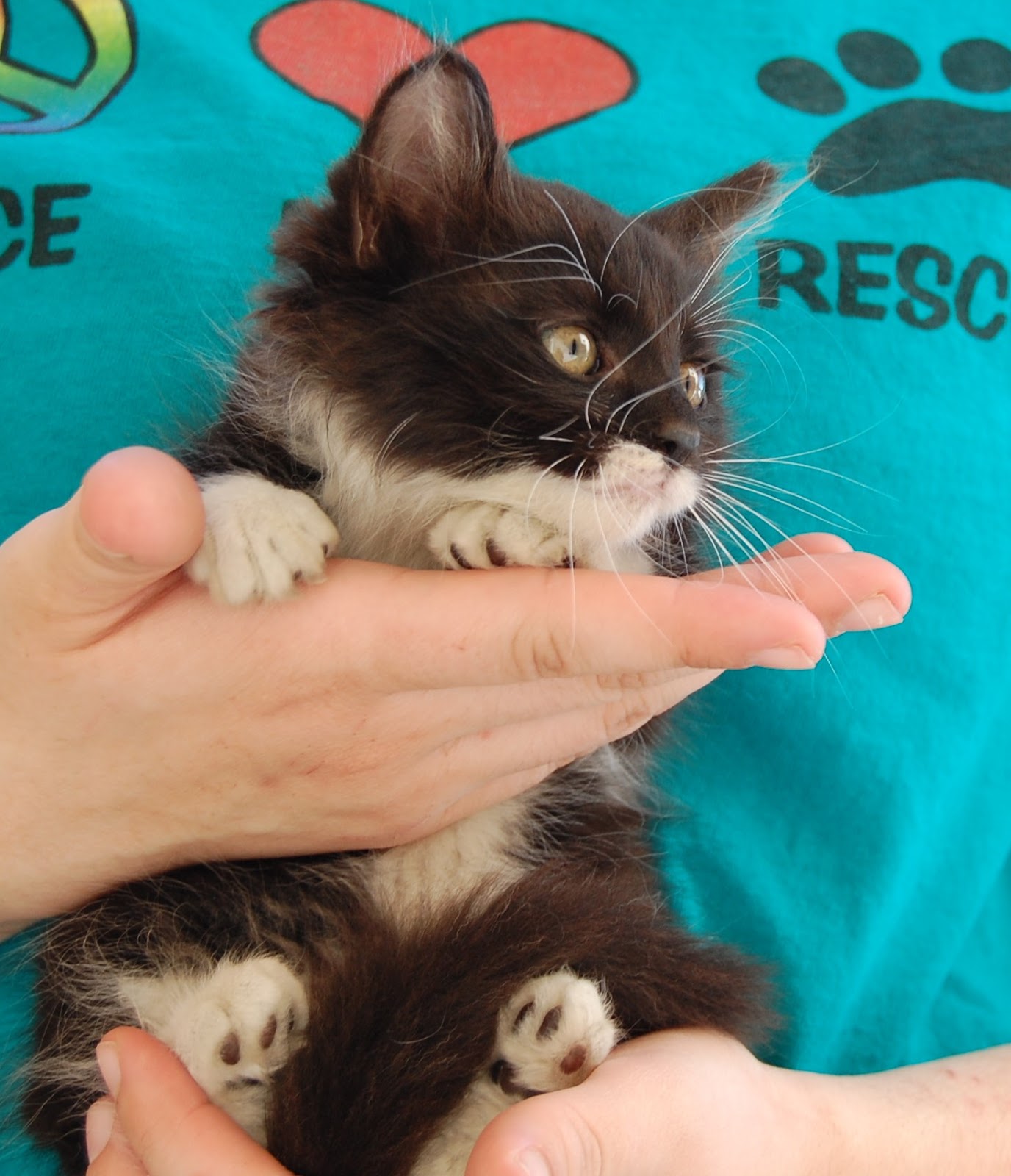 25 rescued kittens need foster homes please!