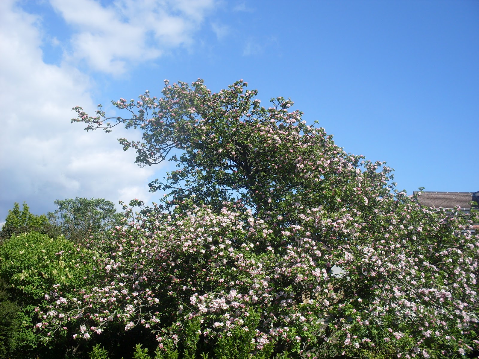 ☆Sharon's Sunlit Memories☆: A is for Apple