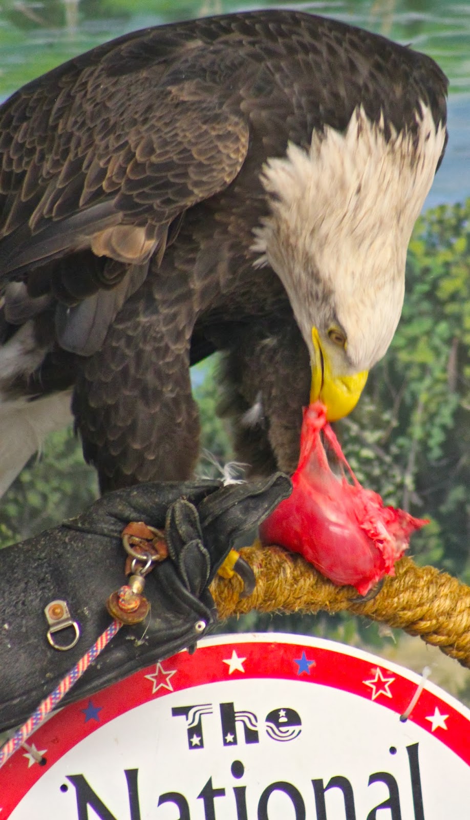 Russman's spot: National Eagle Center