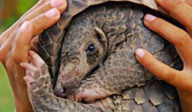 ANIMALS PICTURE: GAMBAR 2: HEWAN TRENGGILING (Pangilon)