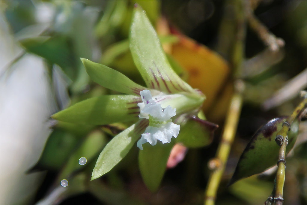 Dockrillia pugioniformis care and culture | Travaldo's blog