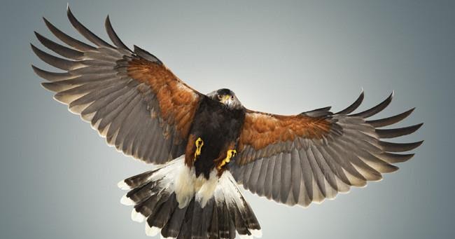 colombicultura: ALCON EN MONOVAR