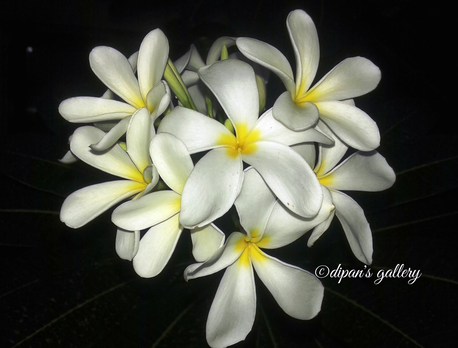 Flora of Assam with scientific names and images