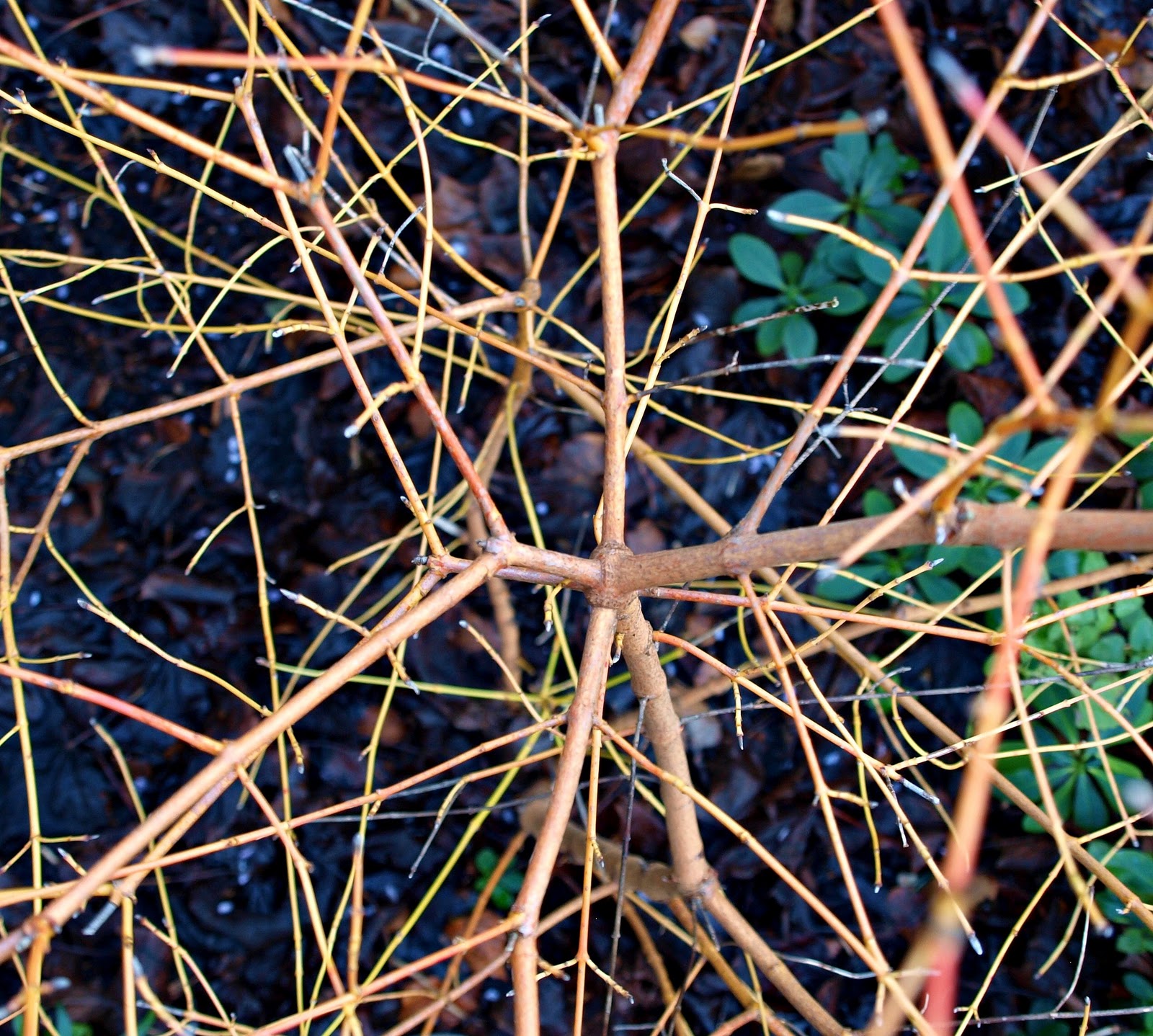 Mark's Veg Plot: Branch locator
