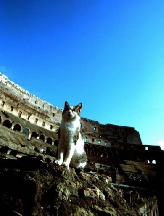 Felinos y Bigotes: Los Gatos callejeros de Lima y Roma