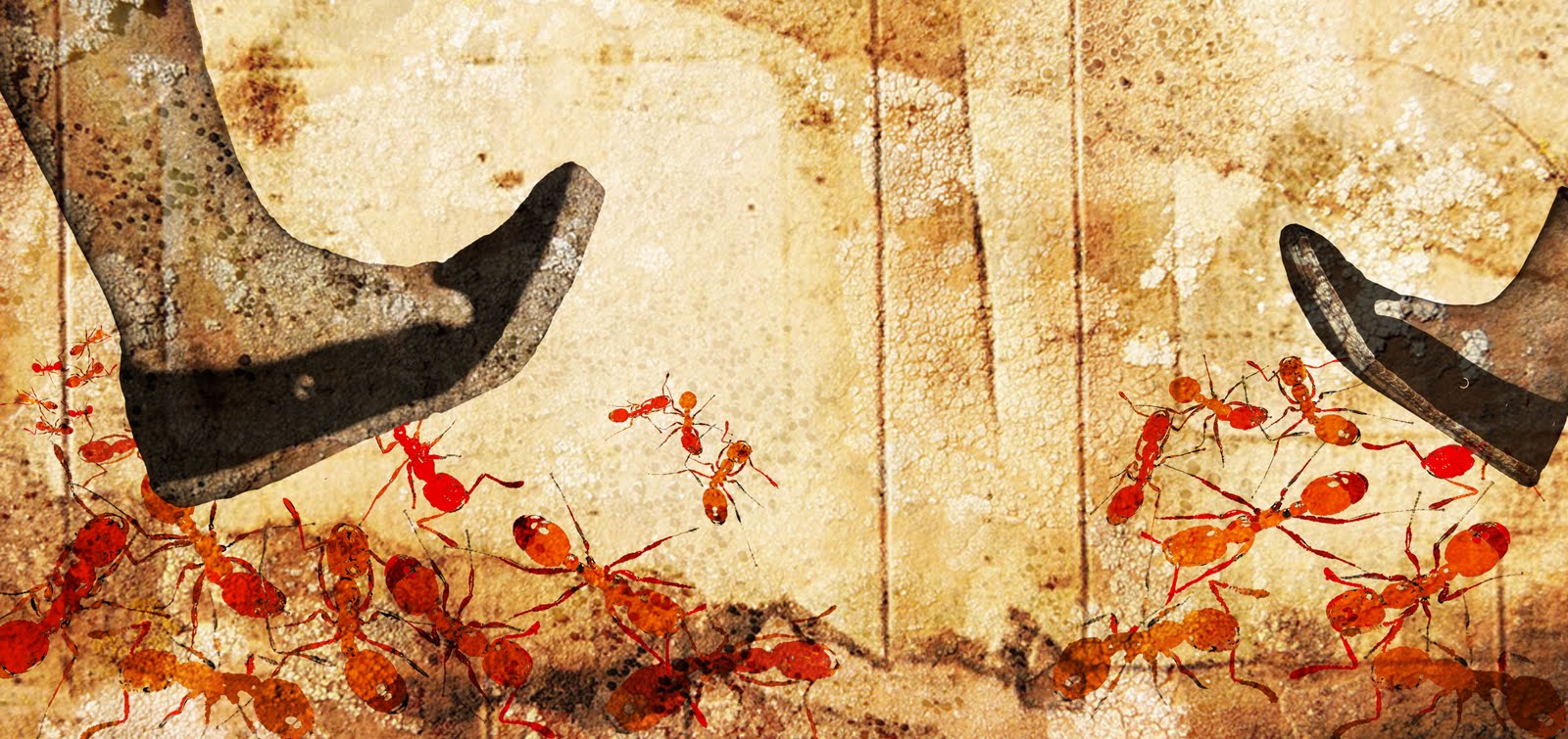 Rosie Morgan-Bellamy