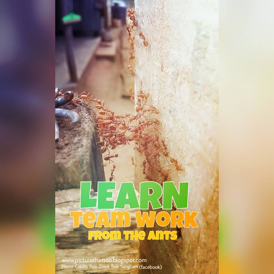 Learn teamwork from the ants
