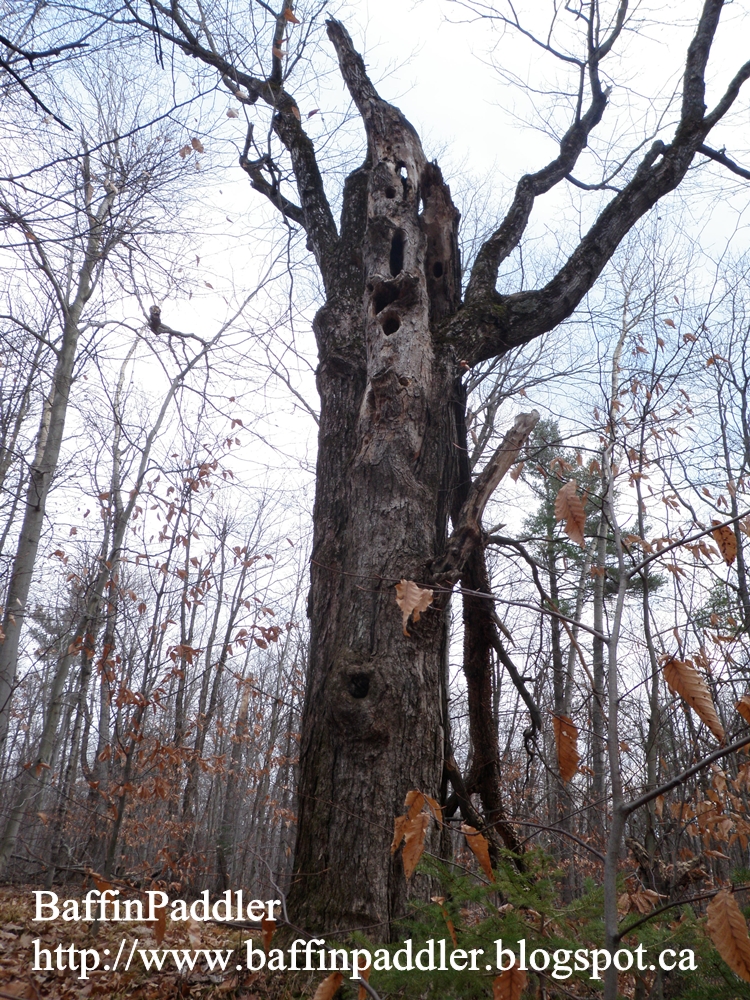 Enchanted forest or haunted forest?